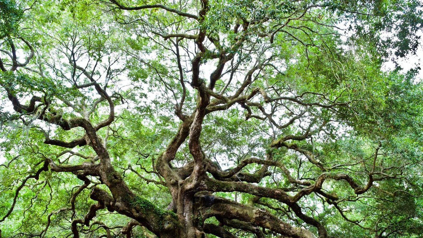 Scientists may have discovered how trees live healthily for centuries