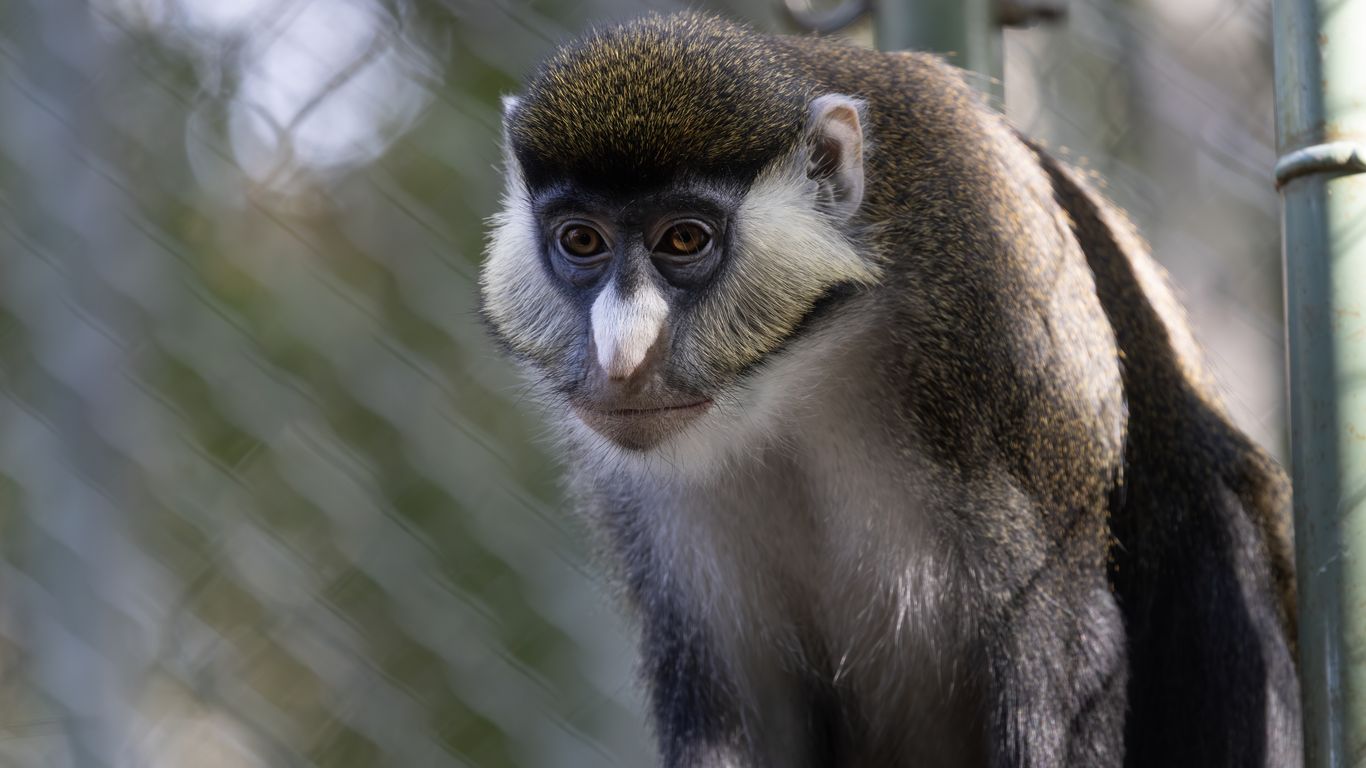 Zoo Atlanta welcomes Nafis the Schmidt's guenon - Axios Atlanta