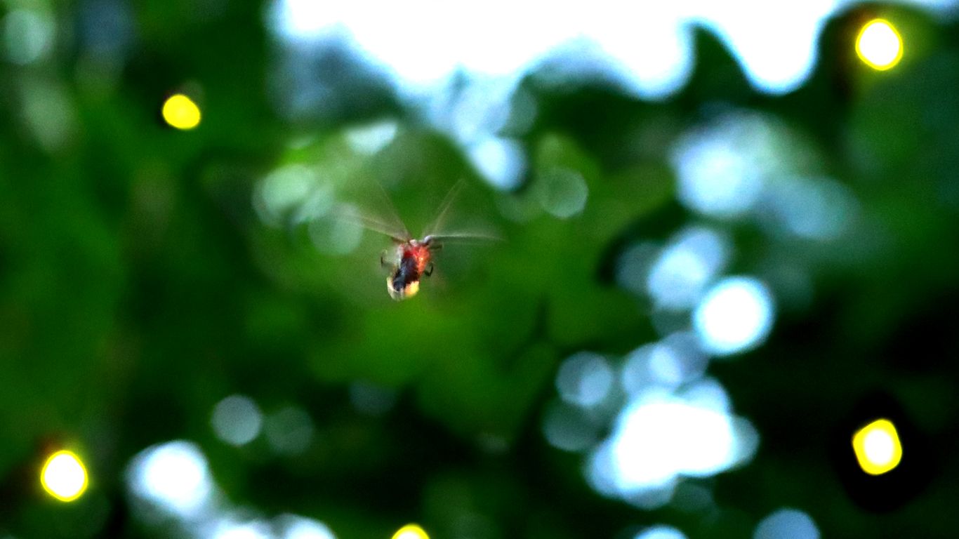 Fireflies are having a good year thanks to a warm, wet spring - Axios ...