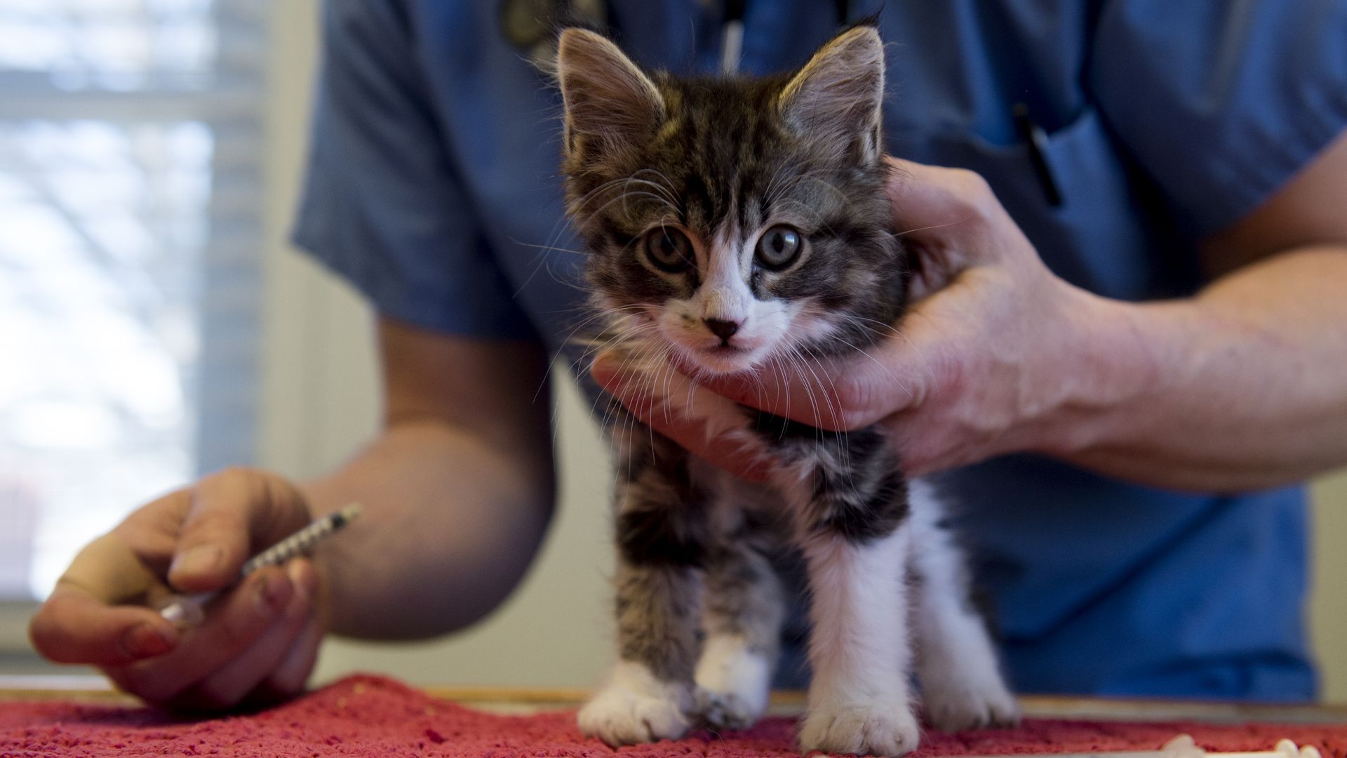 Prop. 129 divides Colorado's veterinarians - Axios Denver