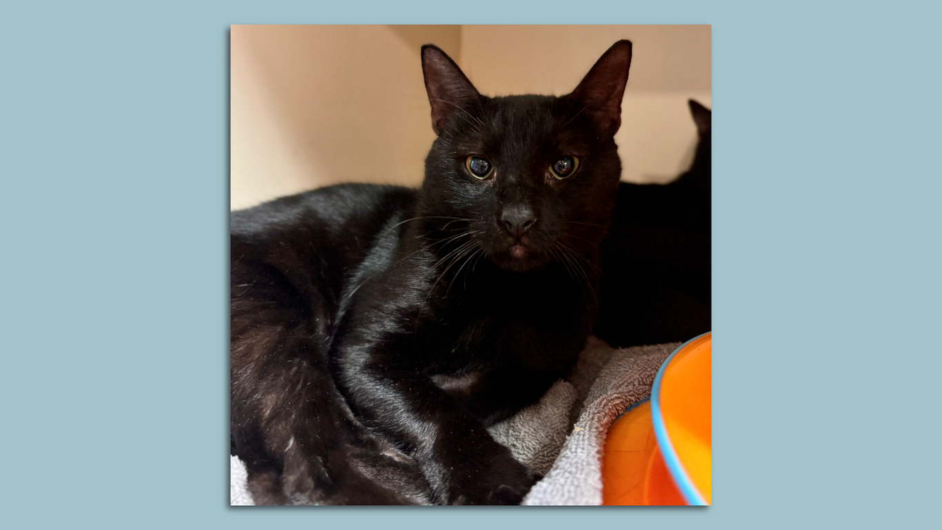 Friday the 13th pet of the week: Bojack the black cat - Axios Tampa Bay