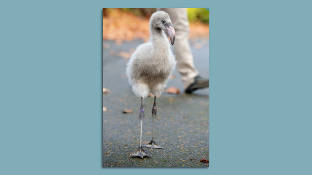 Help name Seattle's fluffy flamingo chick at Woodland Park Zoo - Axios ...
