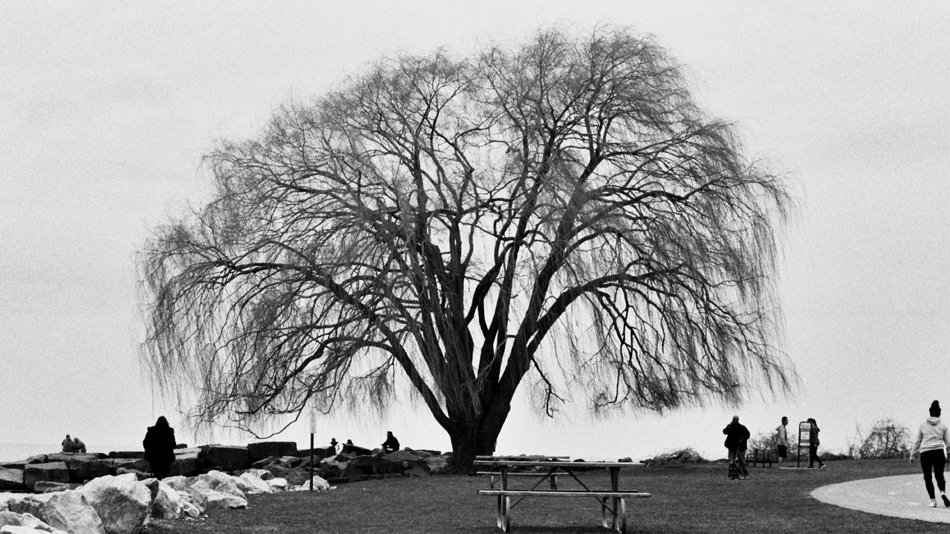 Searching for Cleveland's greatest trees - Axios Cleveland