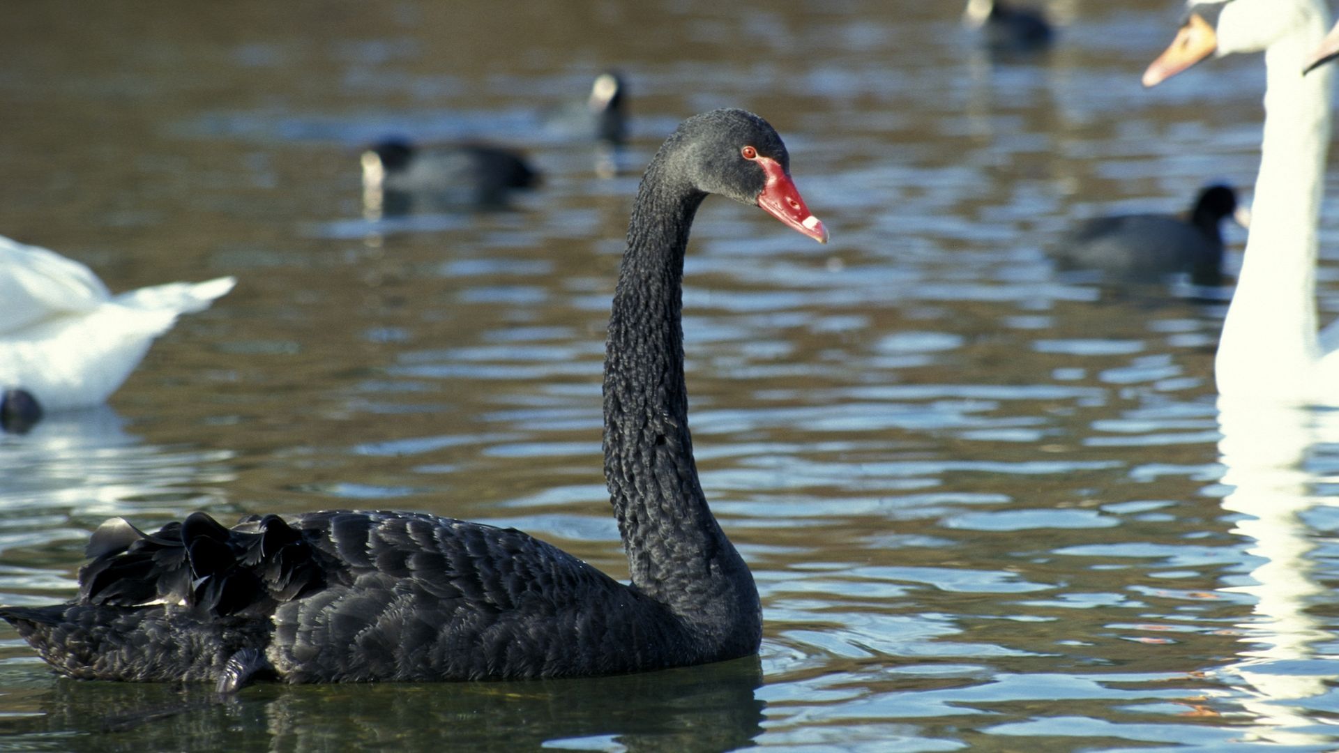 코로나바이러스는 2020년의 블랙 스완(Black Swan) : 네이버 블로그