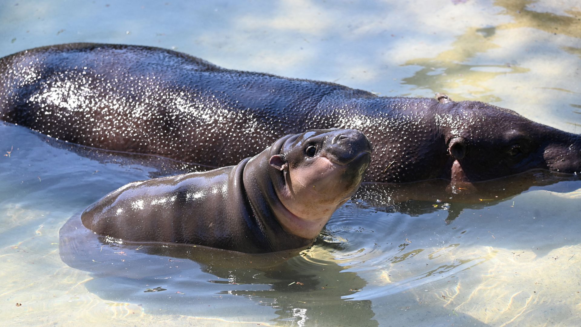 Poppy the famous pygmy hippo make outdoor debut at Metro Richmond Zoo ...