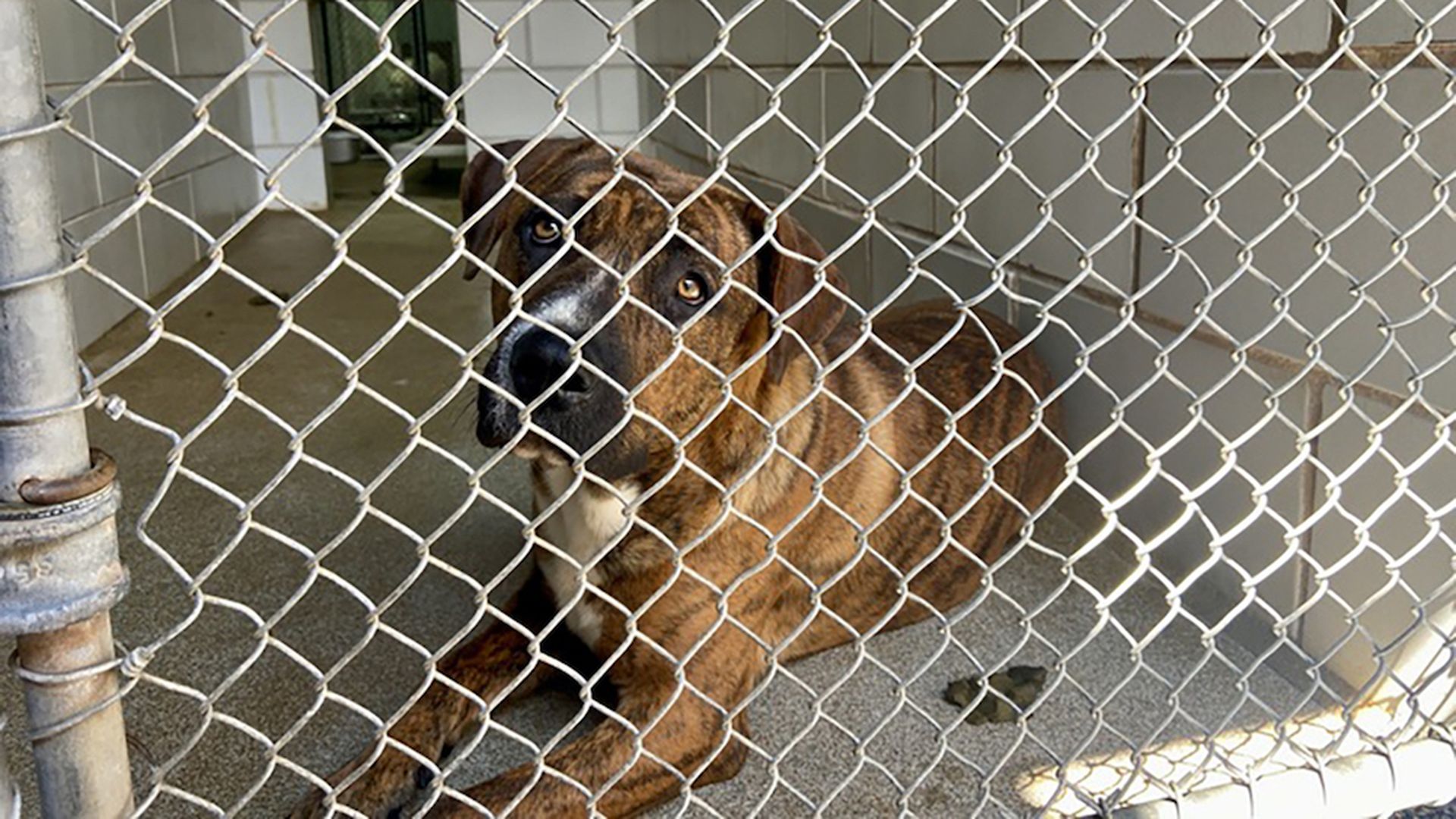 Euthanasia on the rise amid overcrowding at Charlotte animal shelters ...