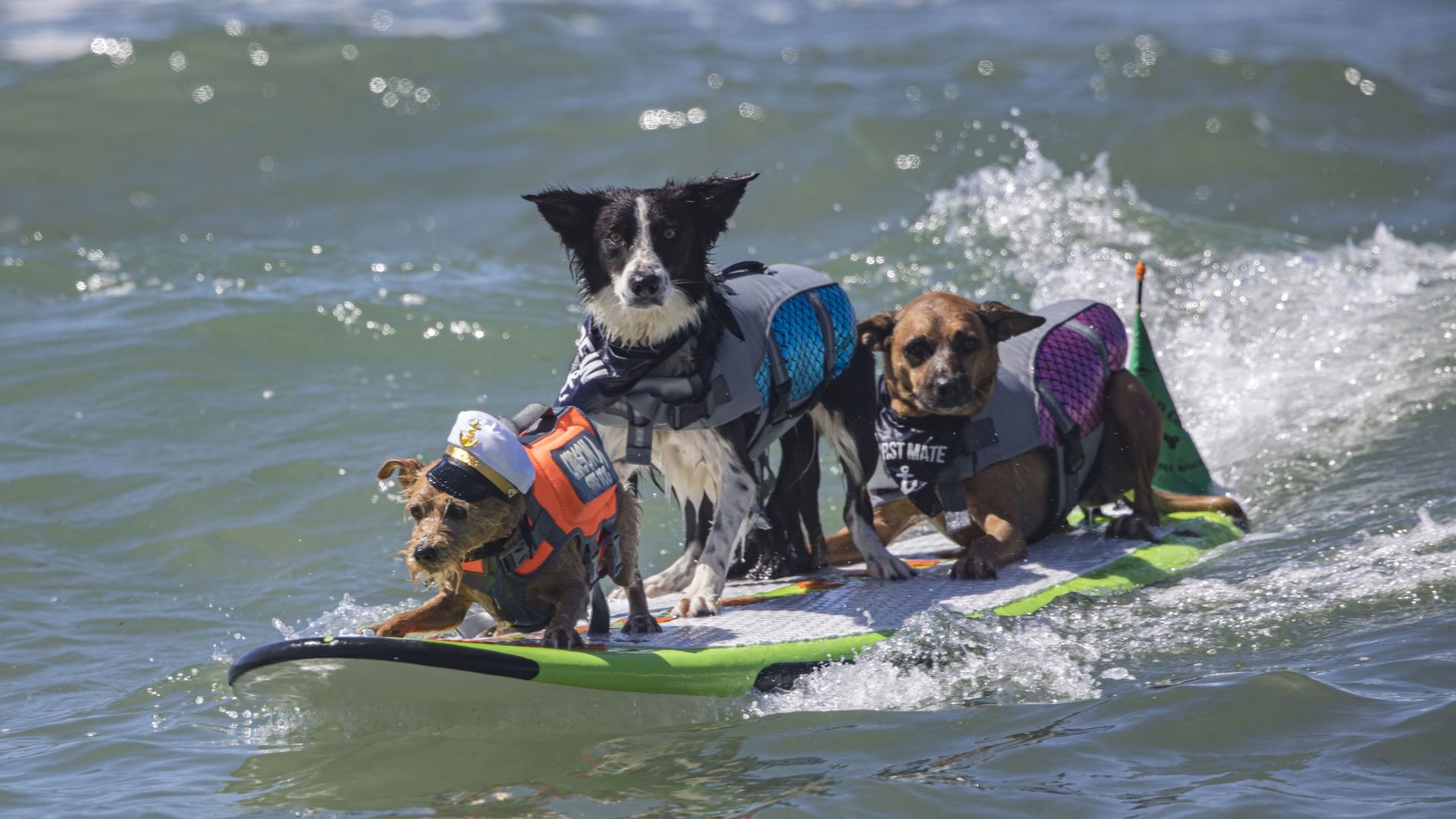Dogs go surfing at the annual competition in Del Mar - Axios San Diego