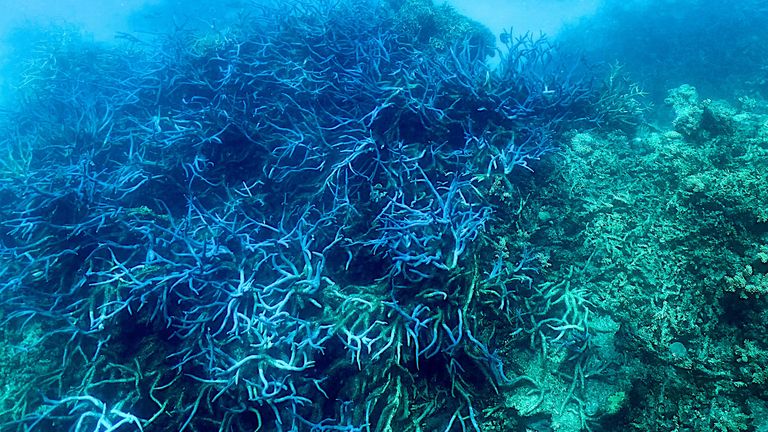 Great Barrier Reef shows highest coral cover in 36 years