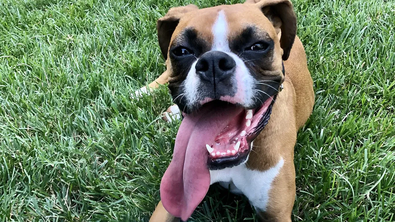 60 photos of Charlotte pets to brighten your day - Axios Charlotte