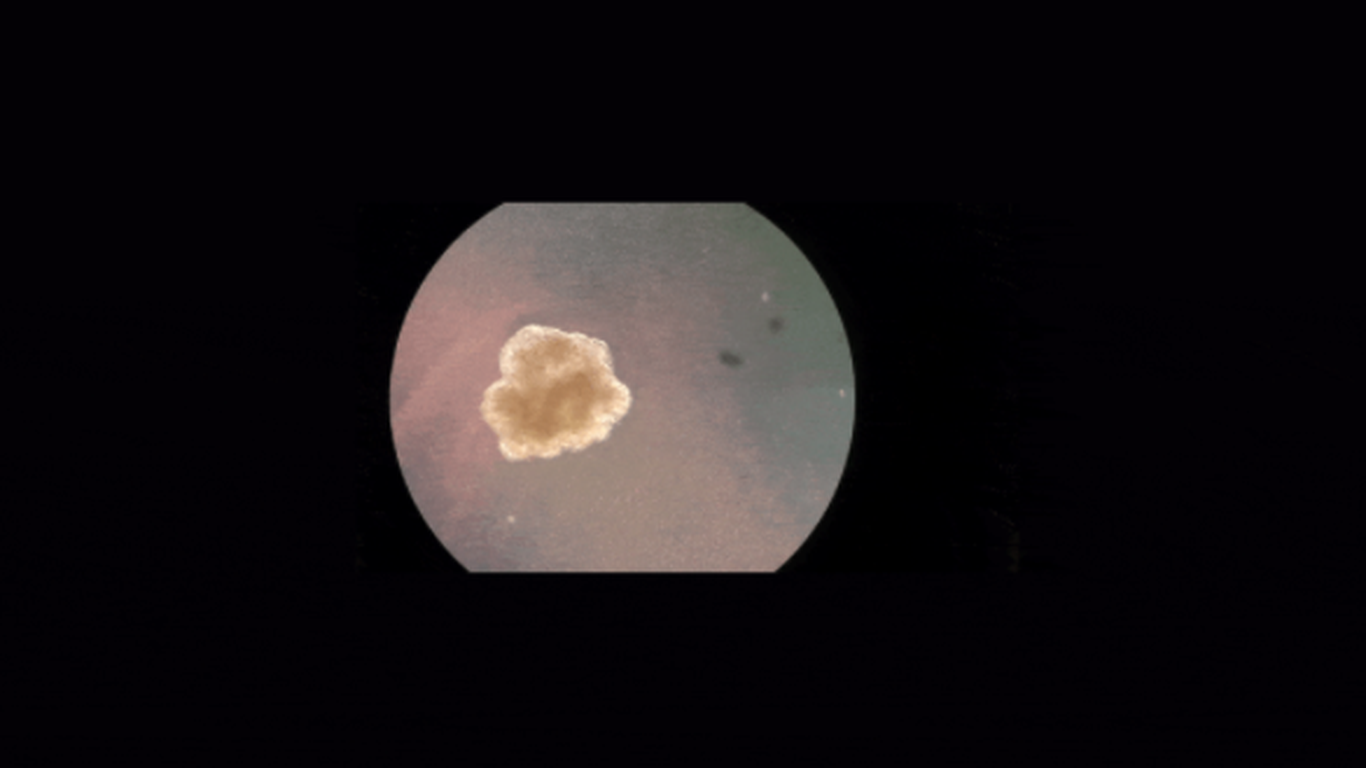 Frog cells can form a self-powered living robot