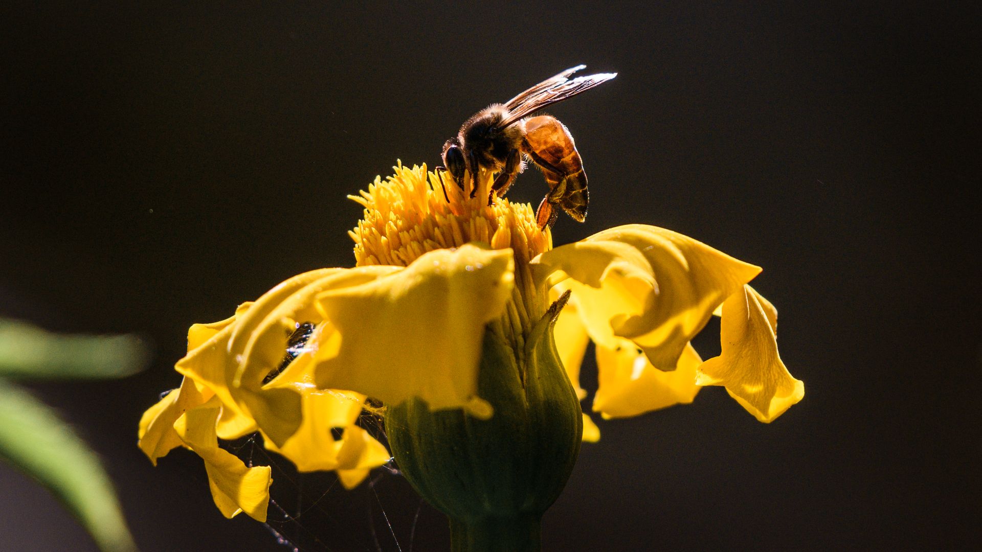 Houston pollen counts are "extremely heavy" - Axios Houston