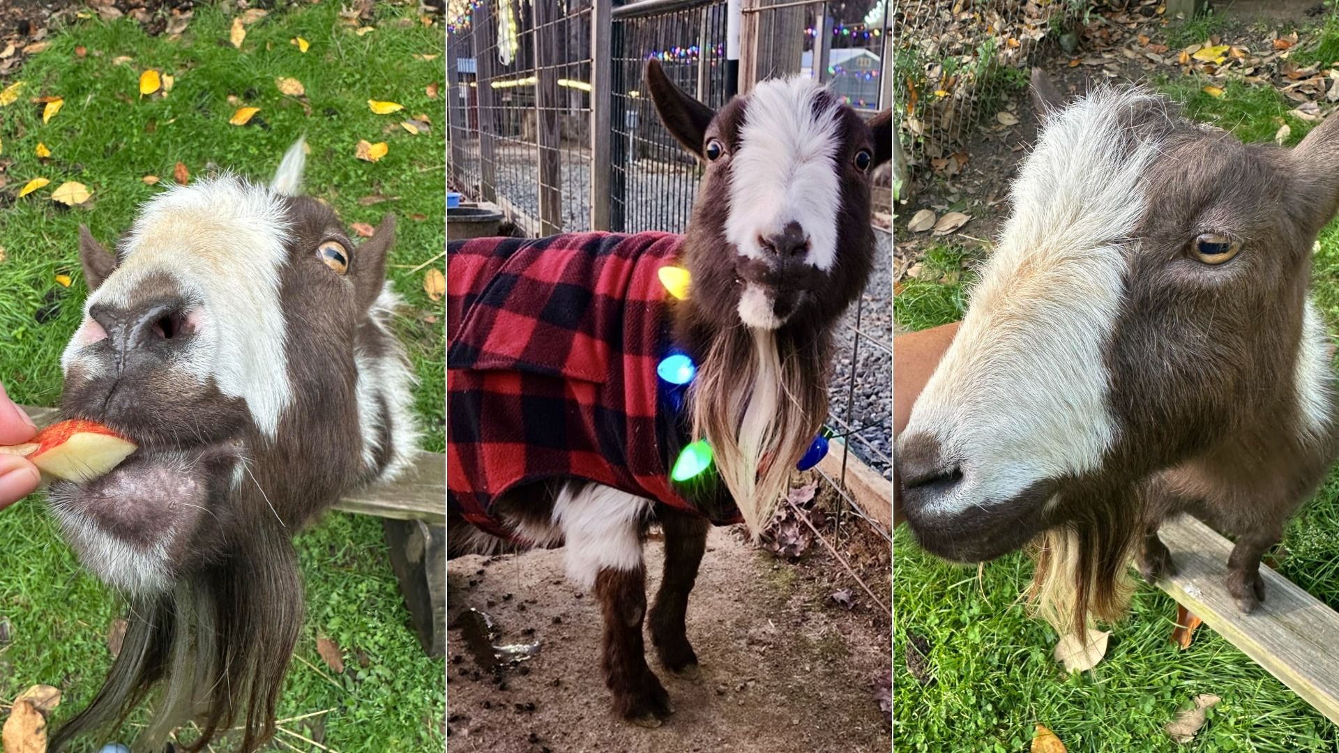 A pygmy goat is dividing a wealthy Henrico neighborhood - Axios Richmond