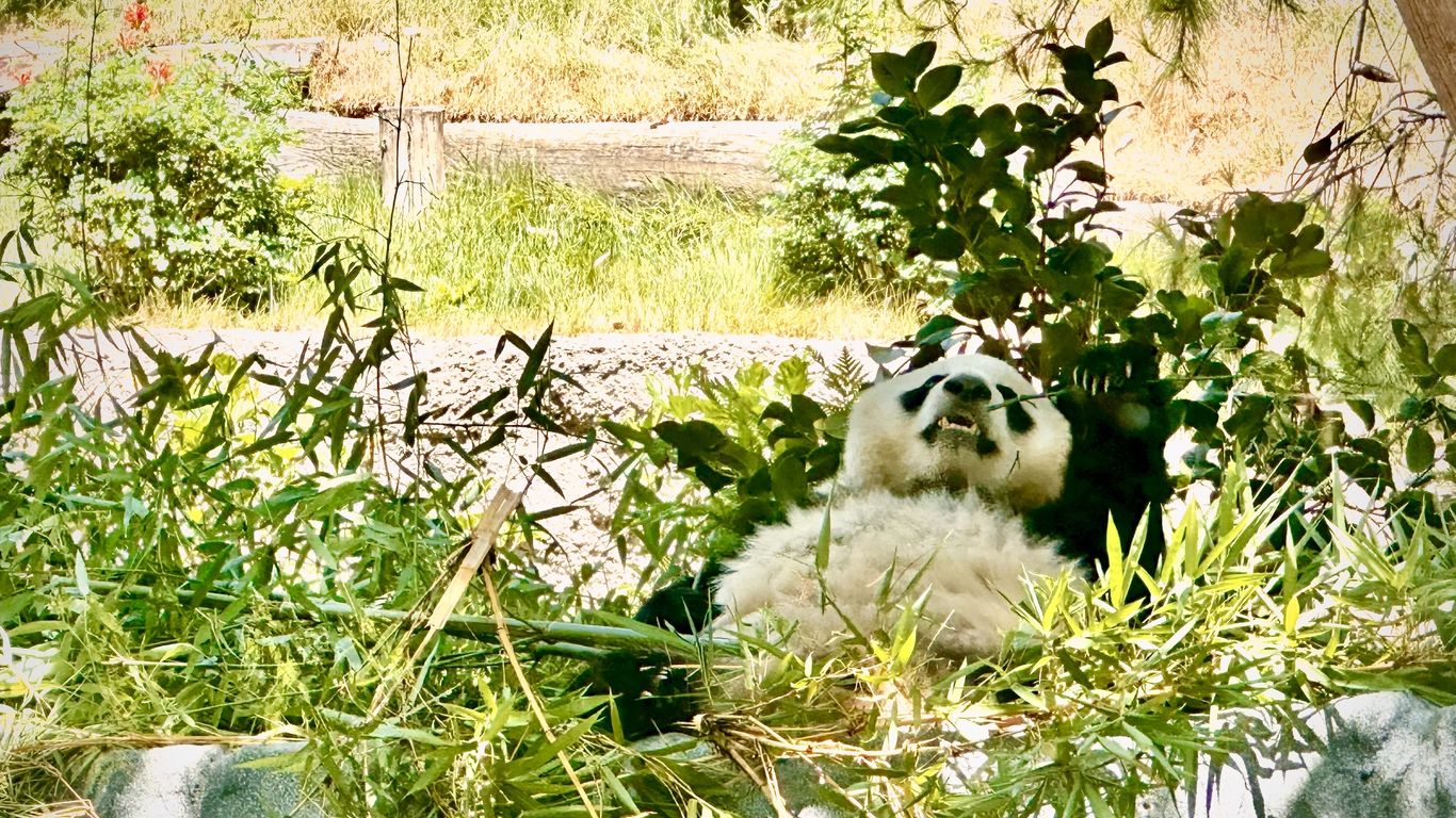 Photo to go: 'Pandas are back' - Axios San Diego