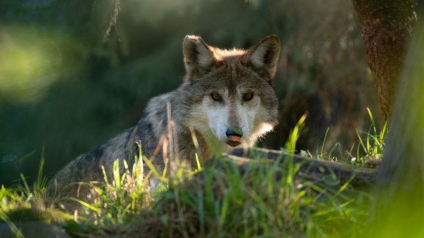 Shy wolf brothers debut at Woodland Park Zoo - Axios Seattle