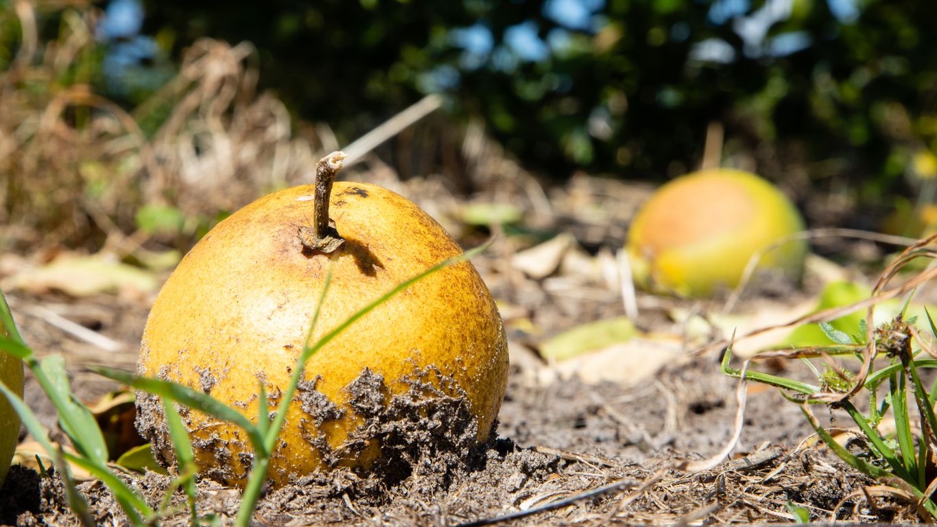 Orange crop 2022: Florida oranges decline while California grows