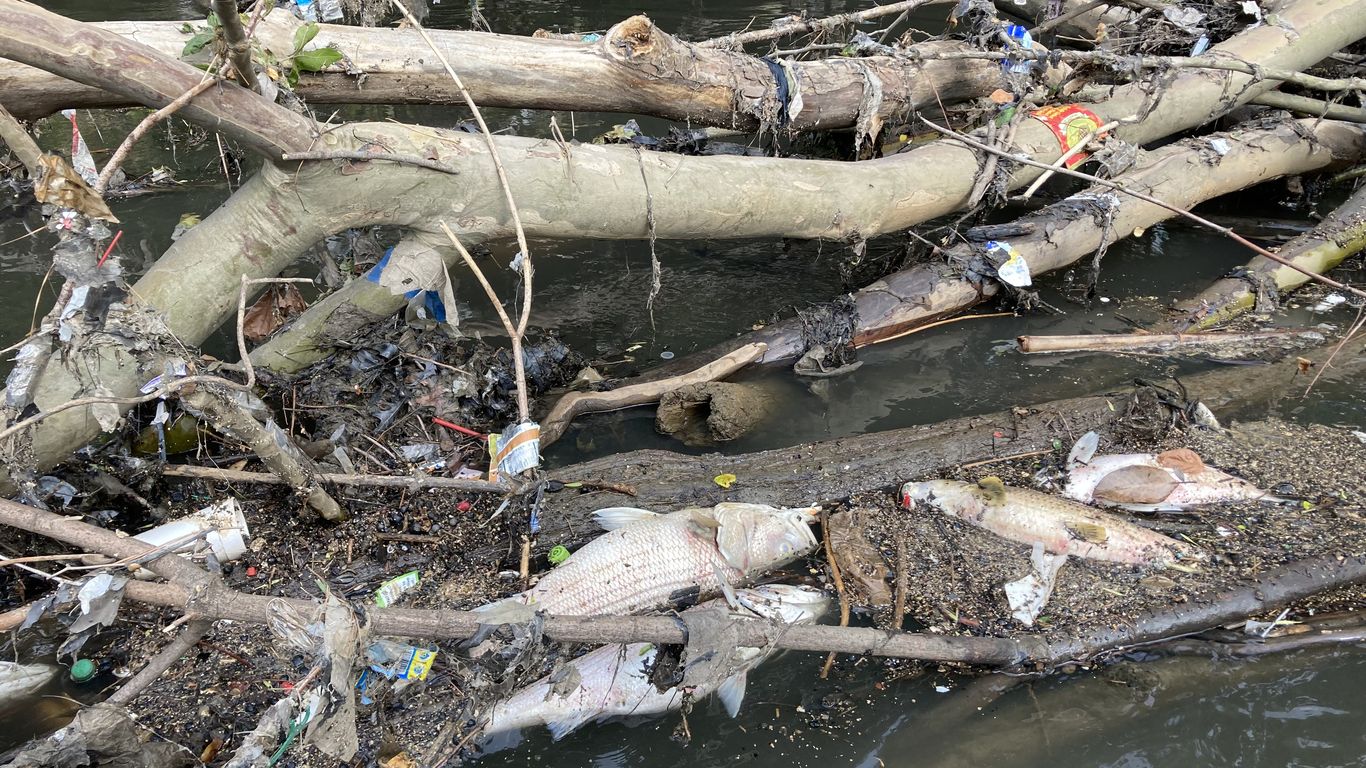 Atlanta fish kill along Chattahoochee sparks investigation - Axios Atlanta