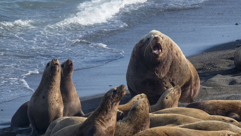 2,500 dead seals found on Russia's Caspian coast in Dagestan province