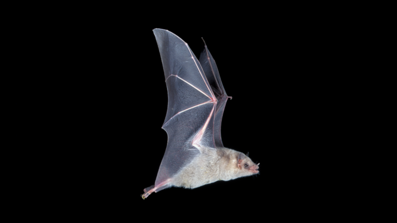 "Citizen scientists" confirm endangered bats are migrating to Arizona ...