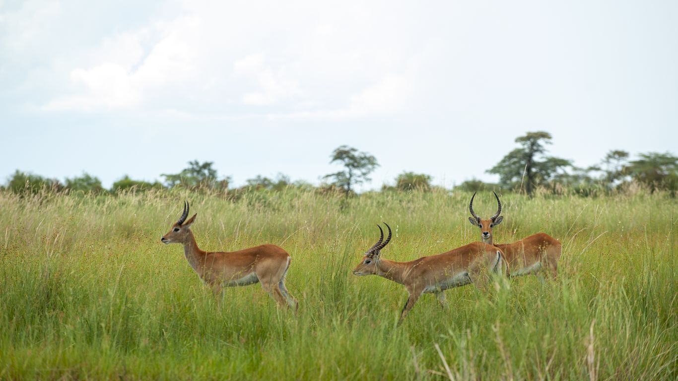 Earth's sixth mass extinction is underway and "rapidly accelerating ...