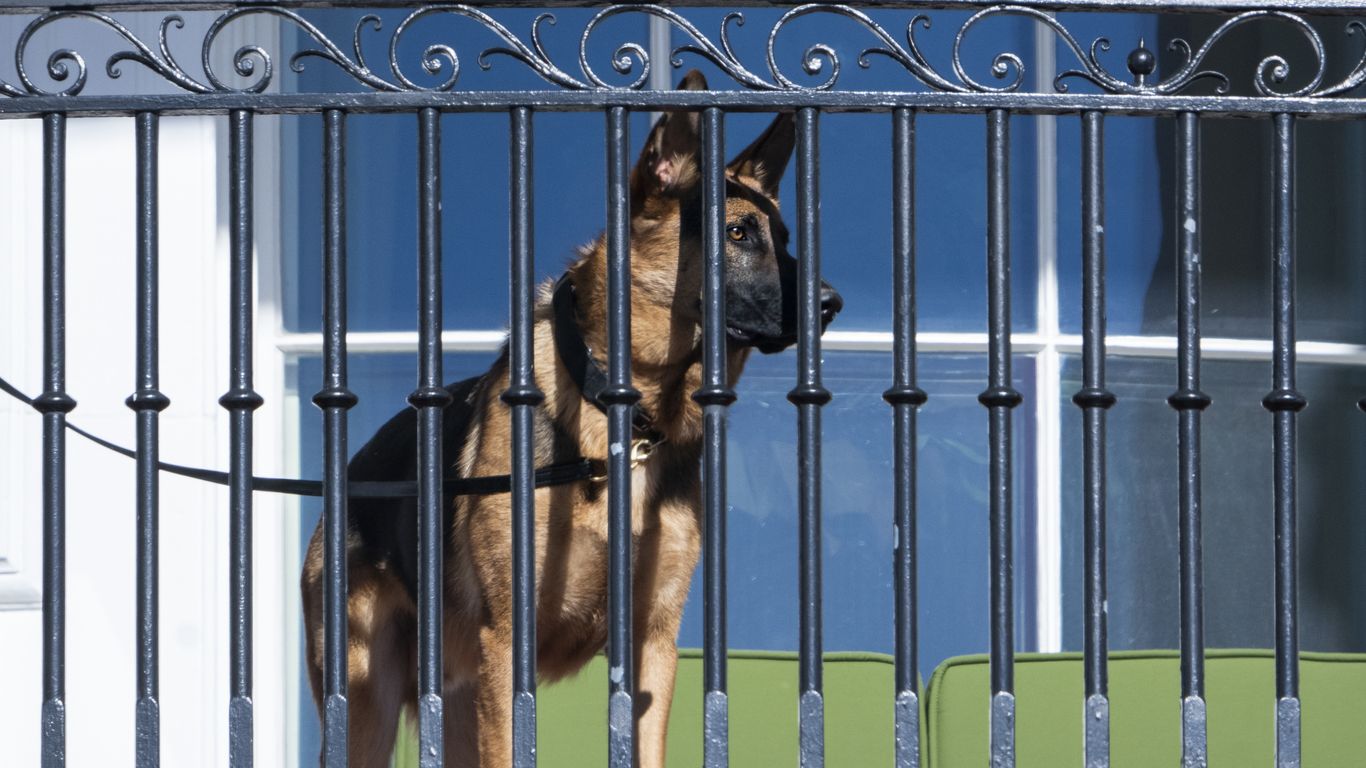 Biden's dog Commander bites Secret Service agent in 11th attack