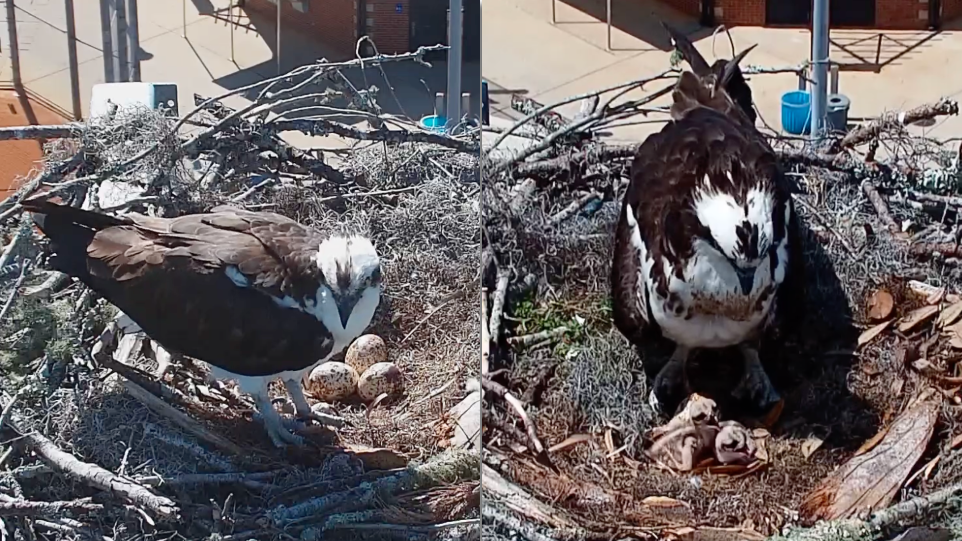 Live video captures osprey chicks hatching at UF. One more on the way ...