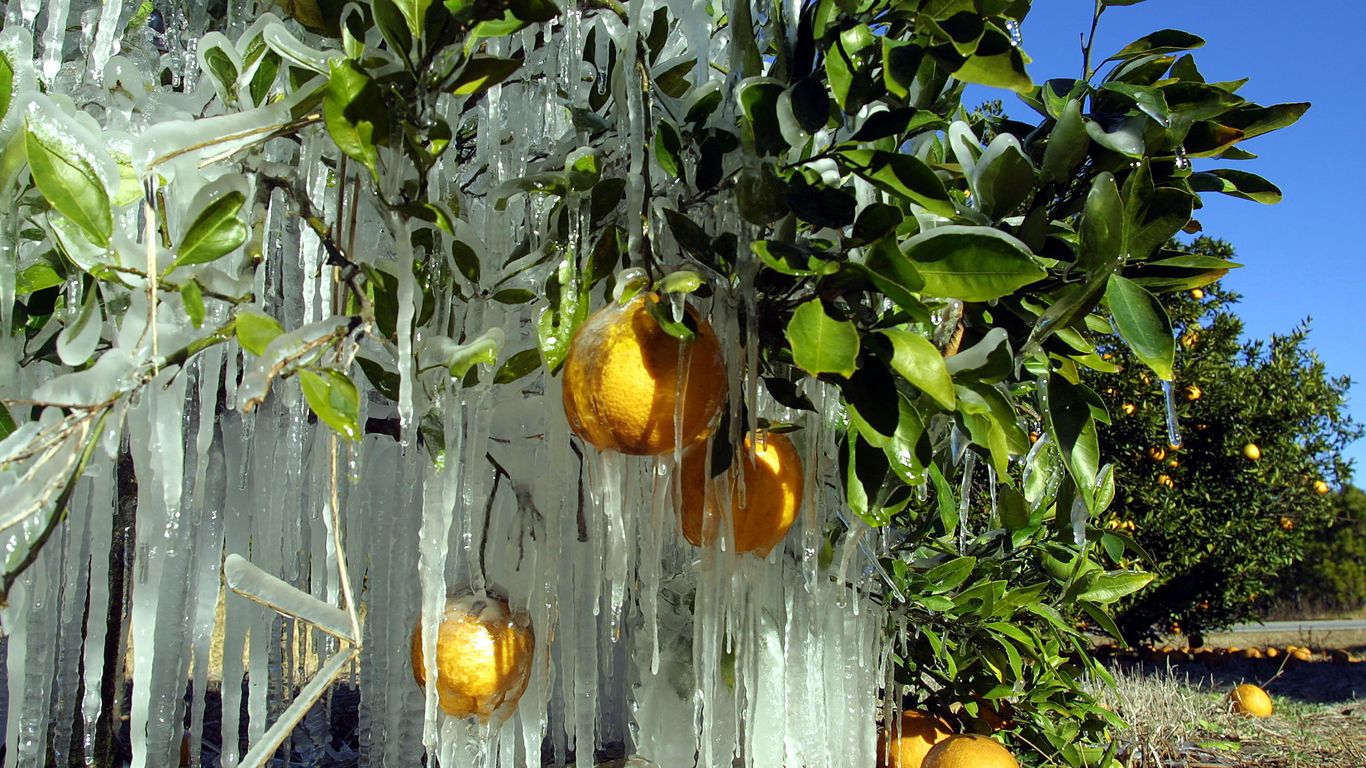 Cold front threatens North Florida citrus crop - Axios Tampa Bay