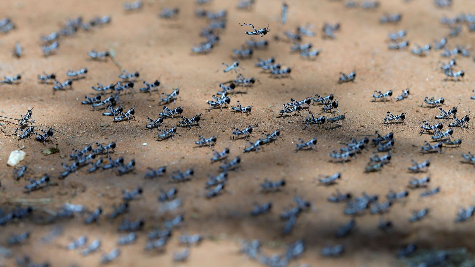 Locust swarms put millions at risk of starvation across Africa and Asia