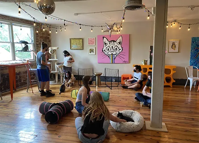 Rent out this cat cafe in NoDa for $95+ - Axios Charlotte