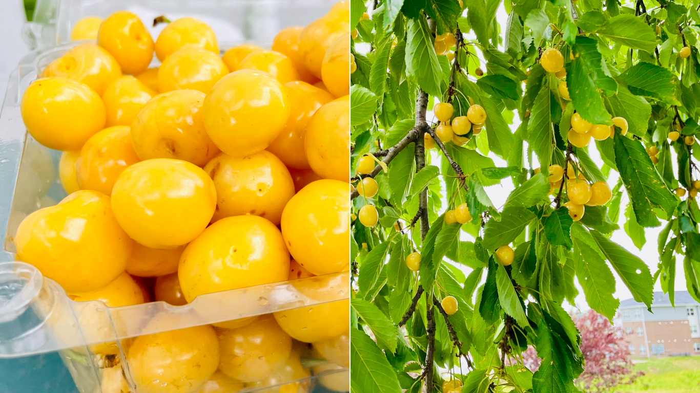 Yellow cherries are part of Johnston's 'edible cities' movement - Axios ...