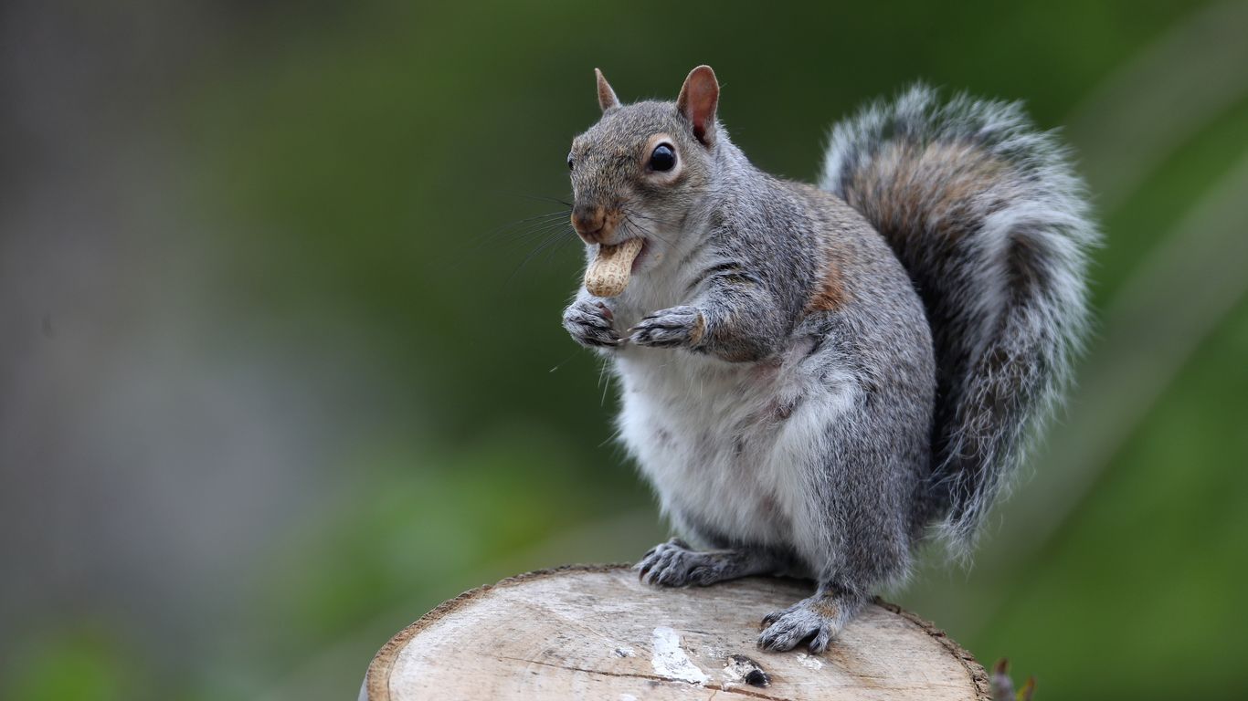 It's squirrel mating season in Florida - Axios Miami