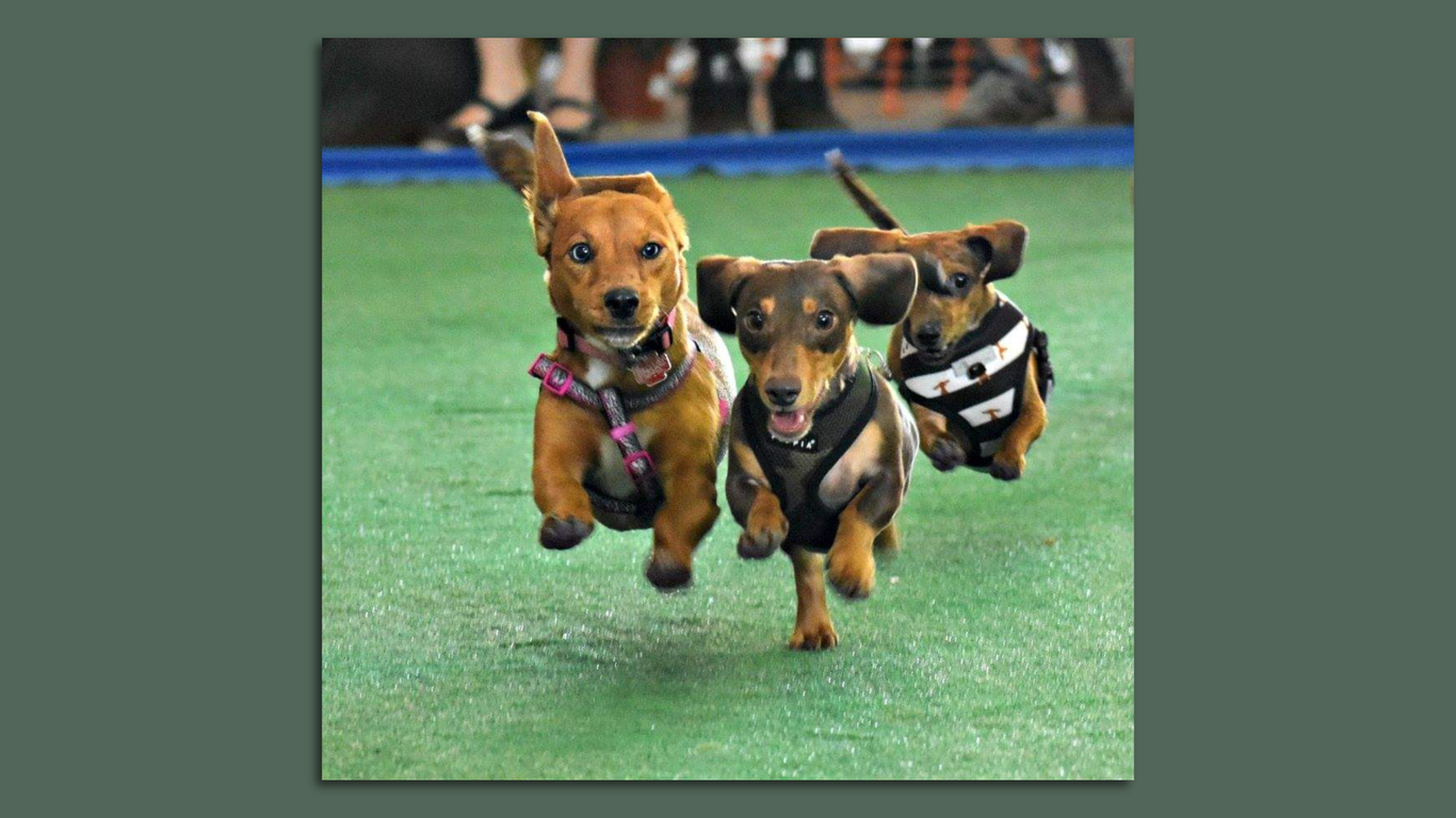 Dachshund-themed festival is coming back to Richmond this weekend ...