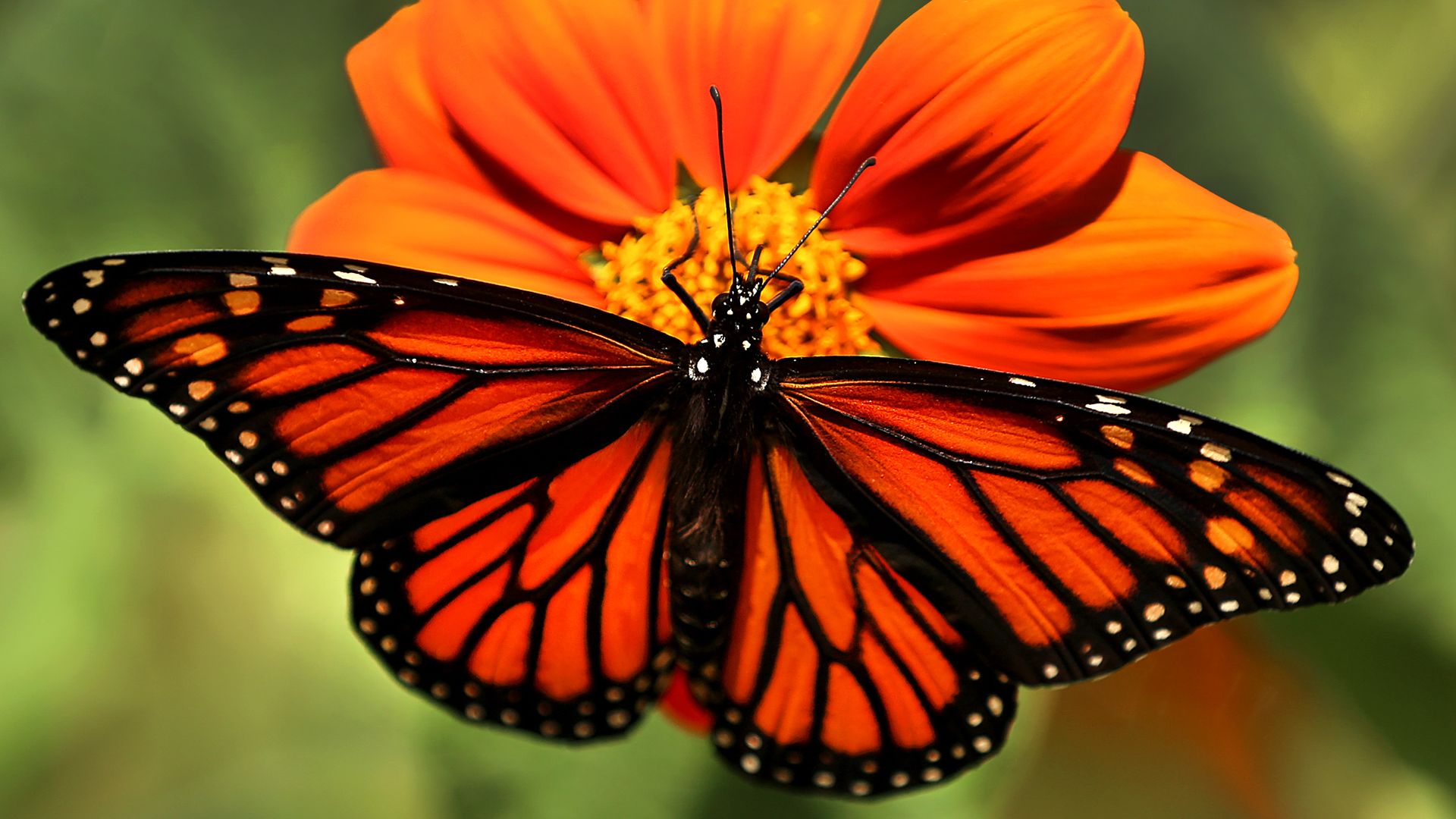 Rosalynn Carter created a butterfly trail of gardens to help save the ...