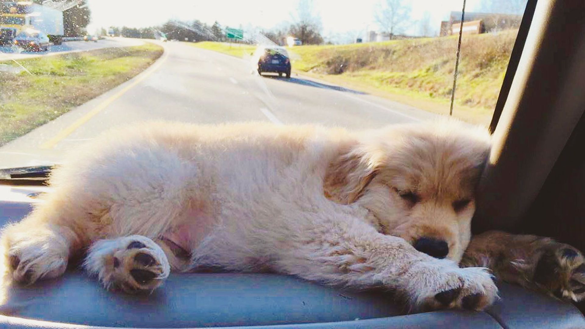 12 places to volunteer with animals in Charlotte - Axios Charlotte