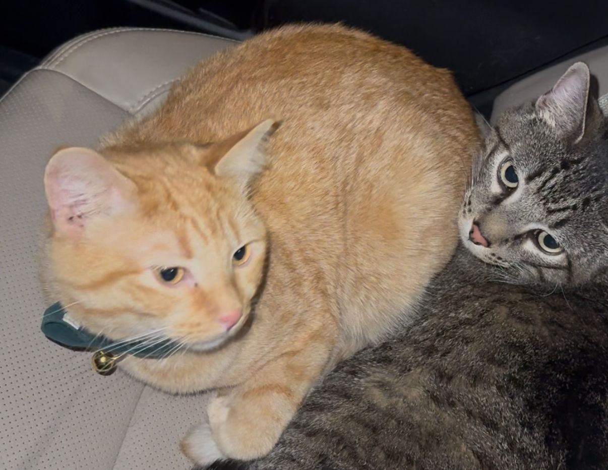 Gif to go: Cruise down the unofficial Candy Cane Lane - Axios Kansas City