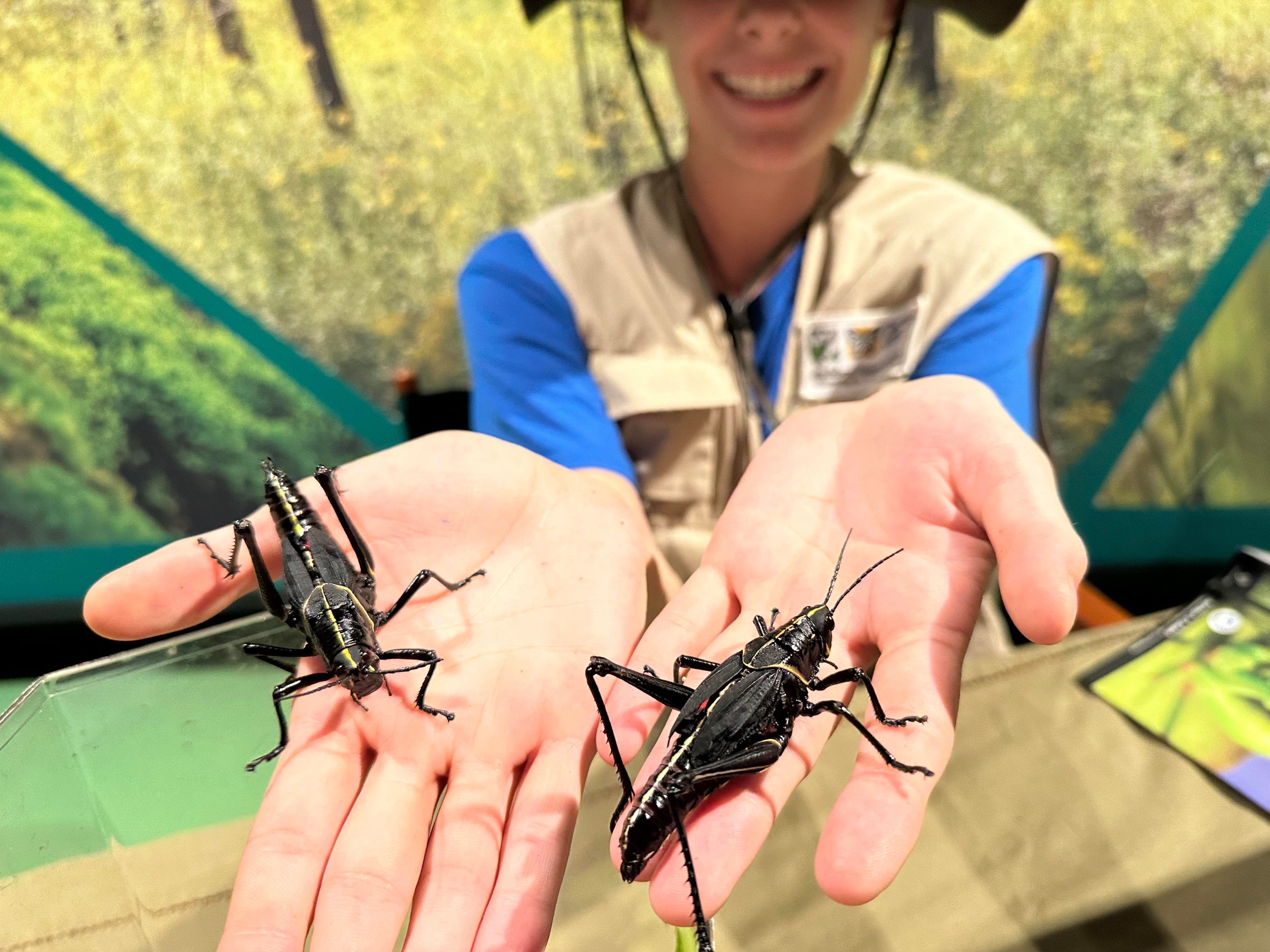 Audubon Aquarium and Insectarium reopen after renovations in New ...