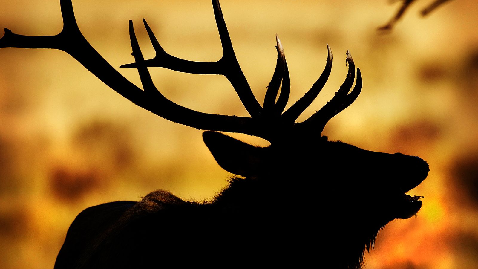 Colorado's outdoor recreation boom endangers elk herds - Axios Denver