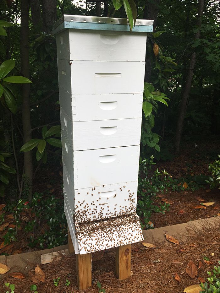 backyard beehive setup