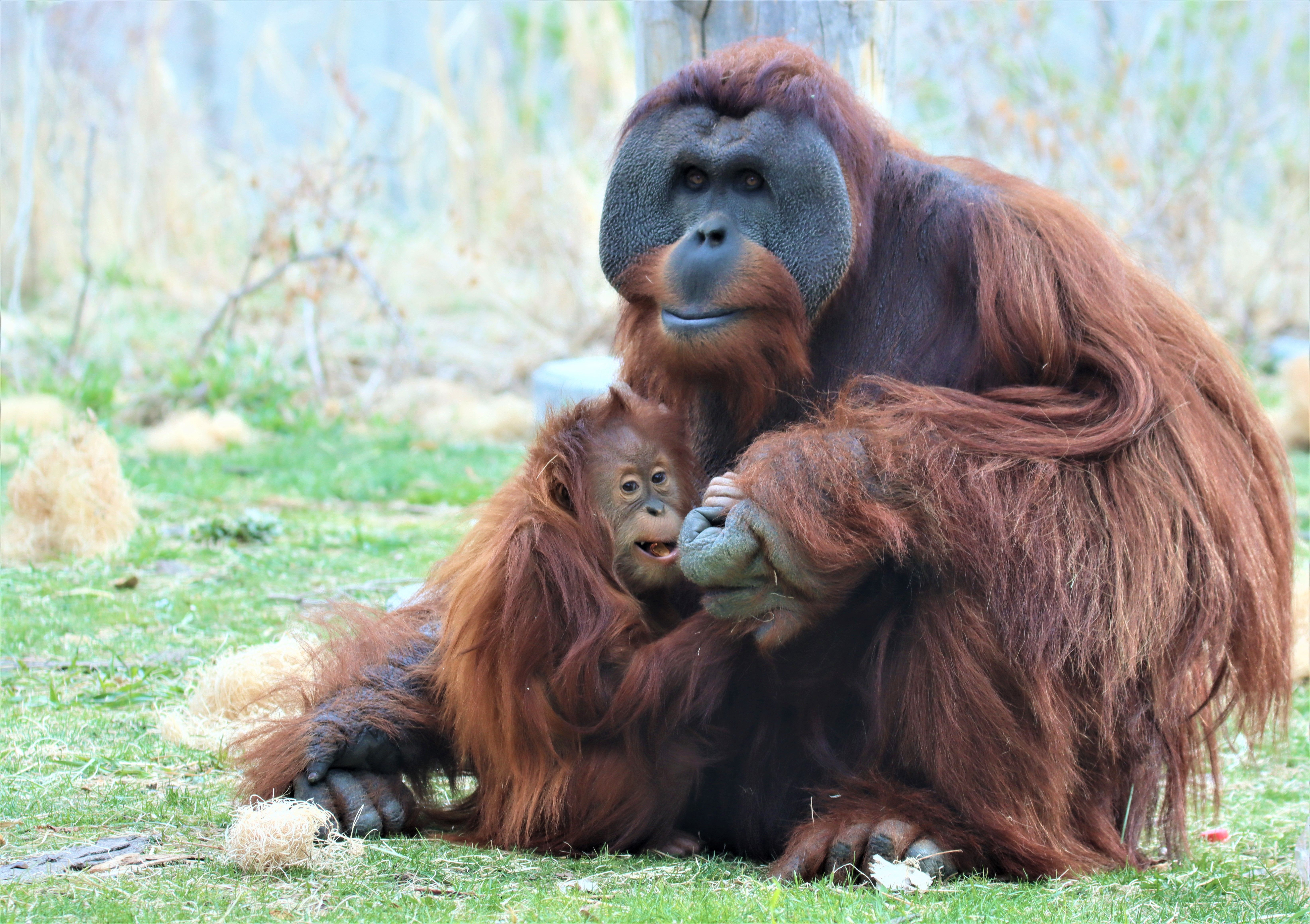 Denver's best dad is a Sumatran orangutan named Berani - Axios Denver