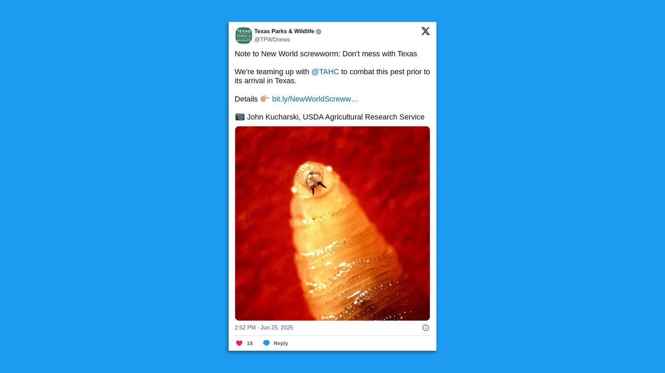 US to breed flies to combat screwworm maggot threat at Mexico border