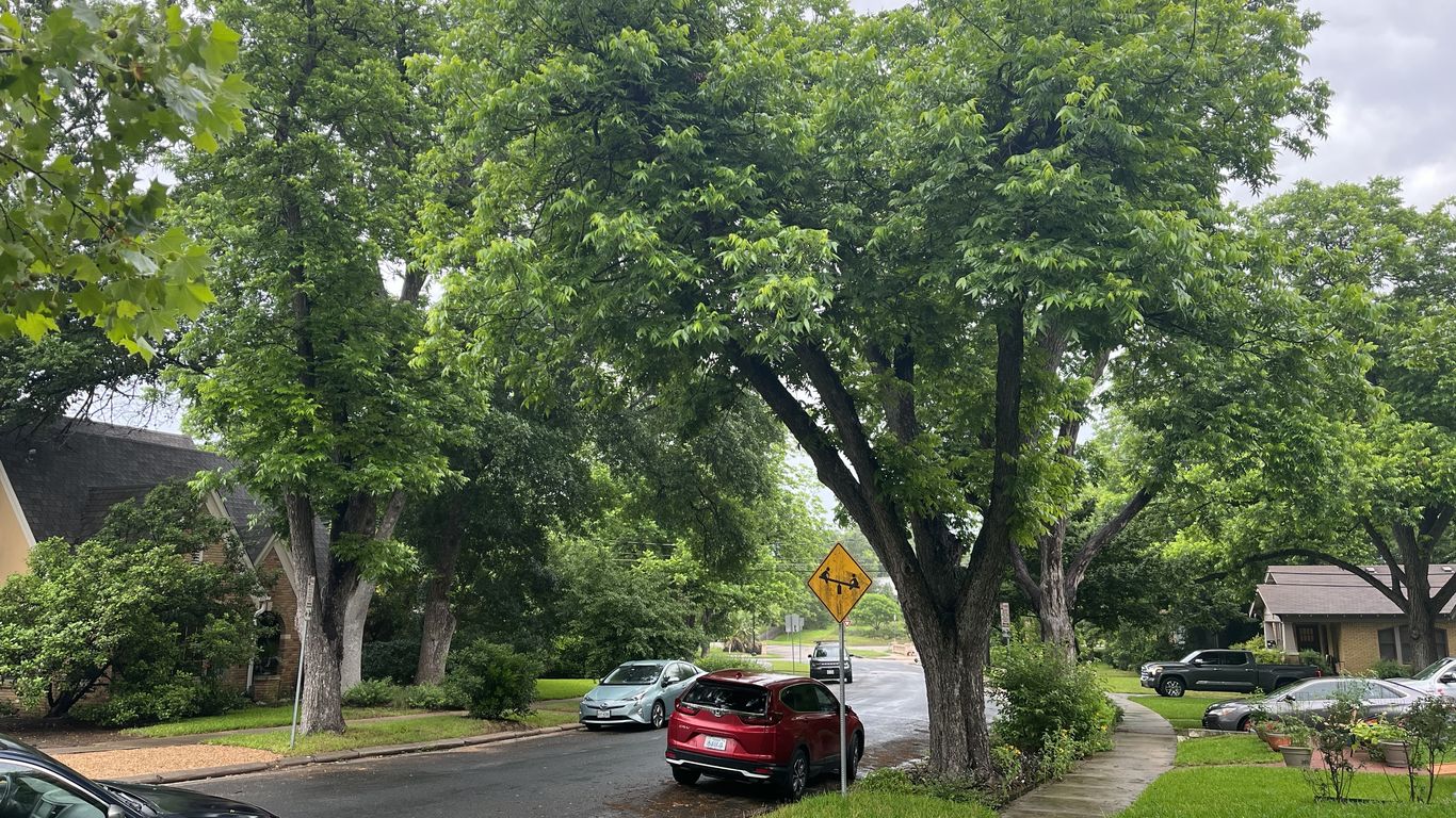 Stat du jour: Our tree canopy - Axios Austin