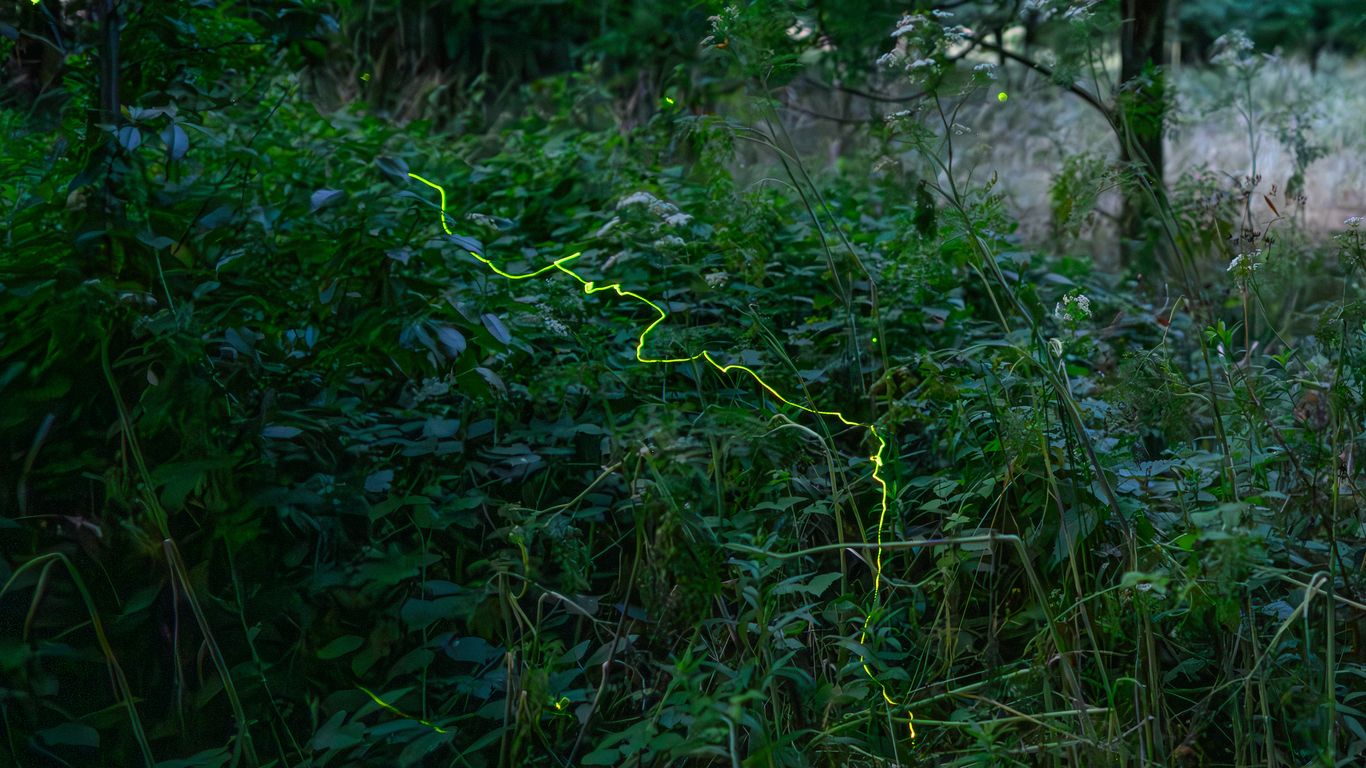 Fireflies are having a good year - Axios Denver