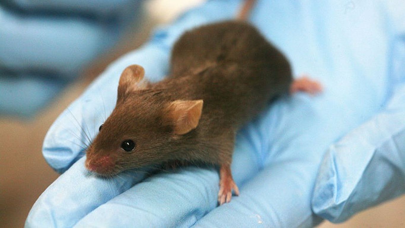 Scientists find neurons that make an alpha male Scientists find neurons that make an alpha male