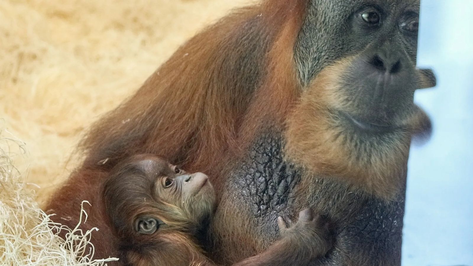 Meet the Philadelphia Zoo's new animals of 2024 - Axios Philadelphia