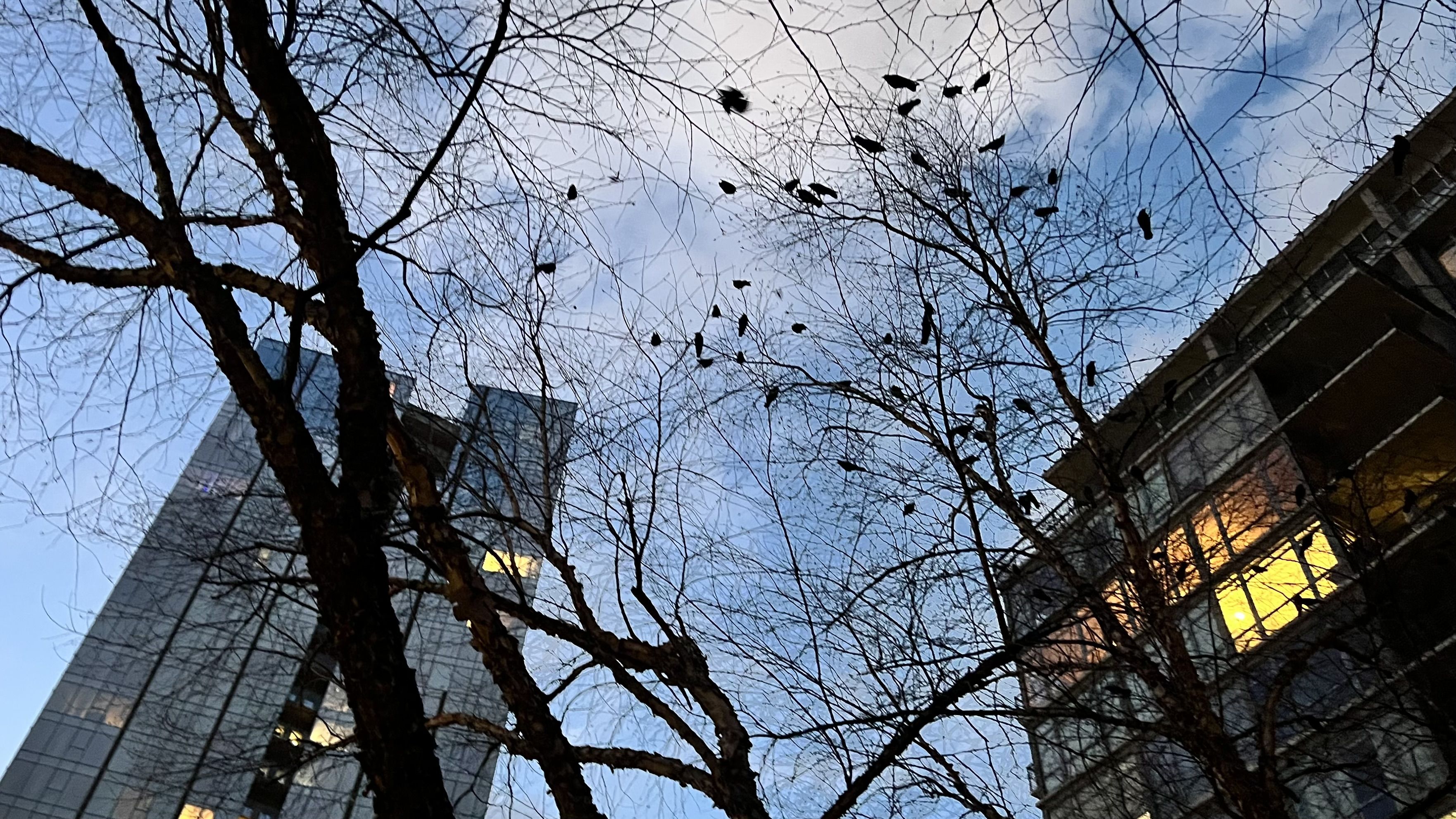 ‍⬛ 1 photo to go: Holy crow - Axios Portland