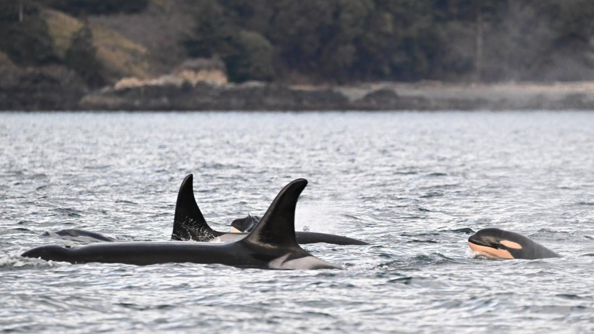Newest orca makes waves as pod's littlest lady - Axios Seattle