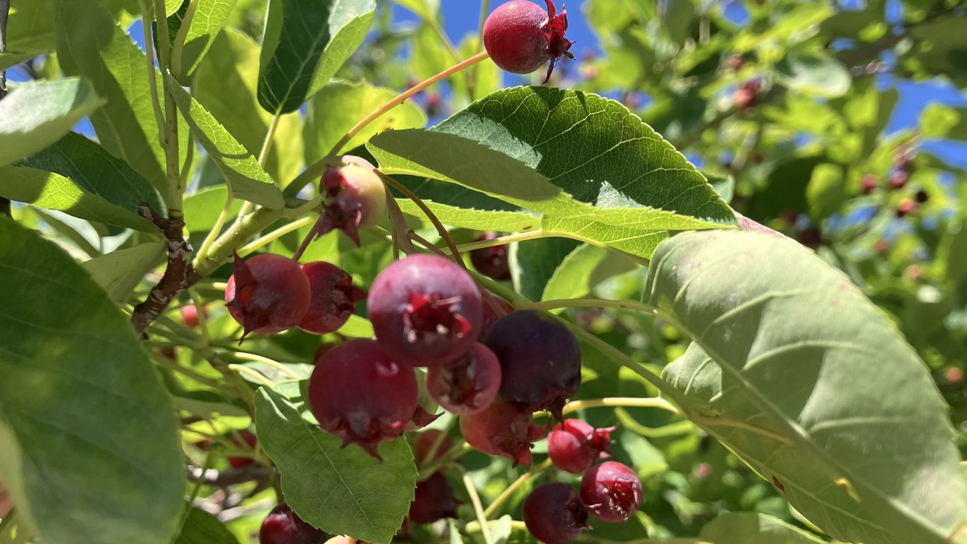 Enjoying Chicago's serviceberries through a cookbook - Axios Chicago