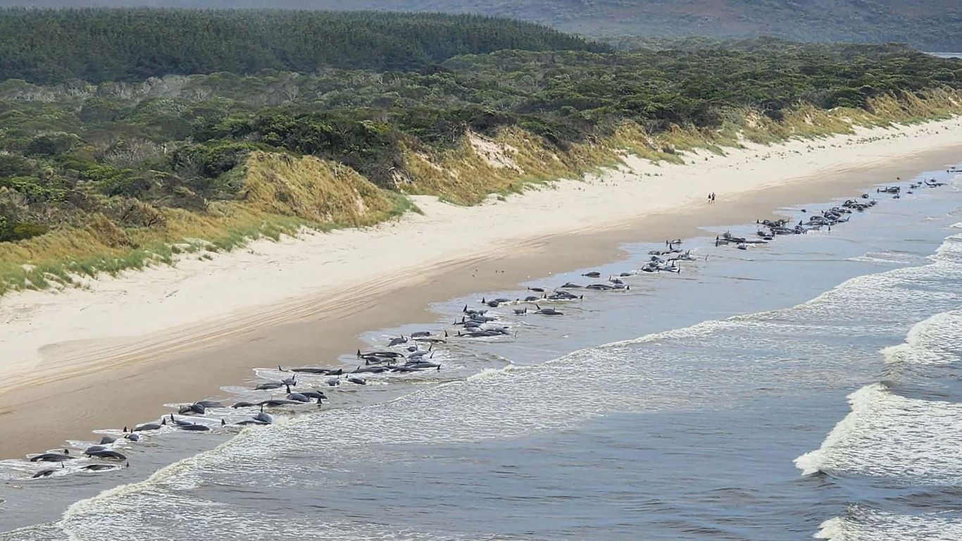 Whale stranding: Most of 230 stuck on Tasmania beach die