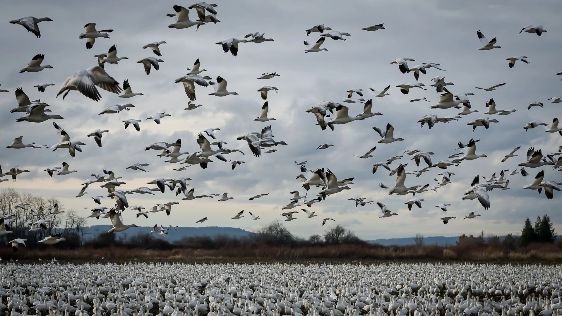 Best birding days are here for Seattle - Axios Seattle
