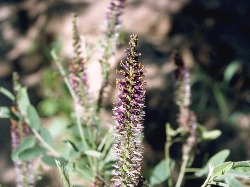 The best native plants for gardening in Denver - Axios Denver