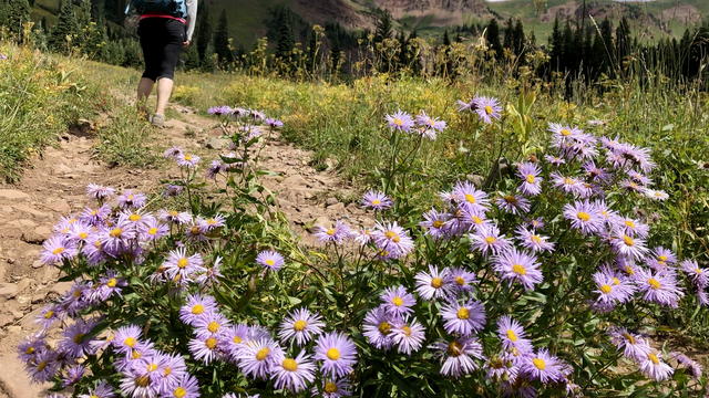 5 great hikes to see wildflowers in Colorado - Axios Denver